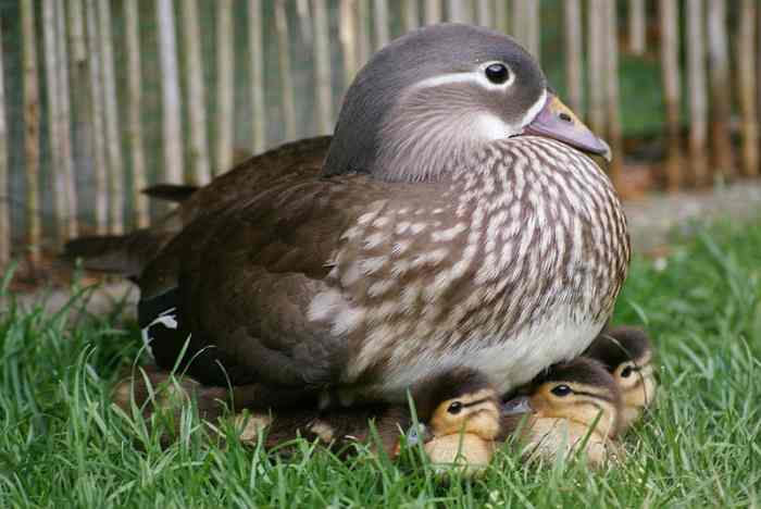 The Mandarin Ducks of the East - HubPages