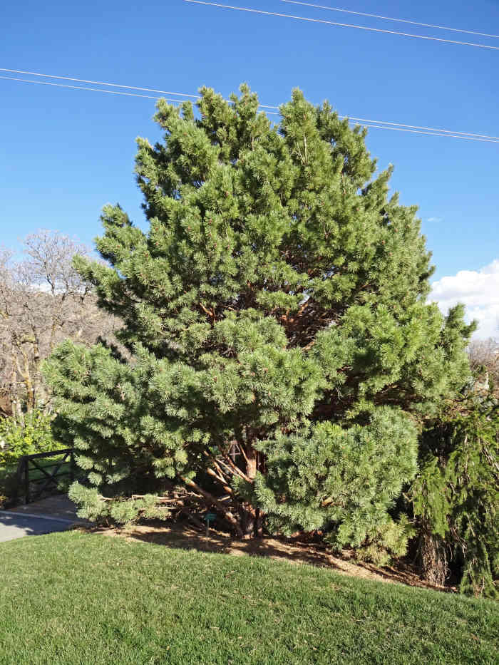 5 Most Common Pine Trees of Michigan - HubPages