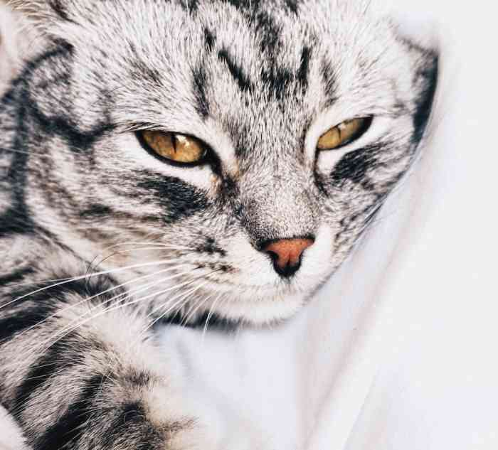 Caring for a Cat With Restrictive Cardiomyopathy (RCM) - HubPages