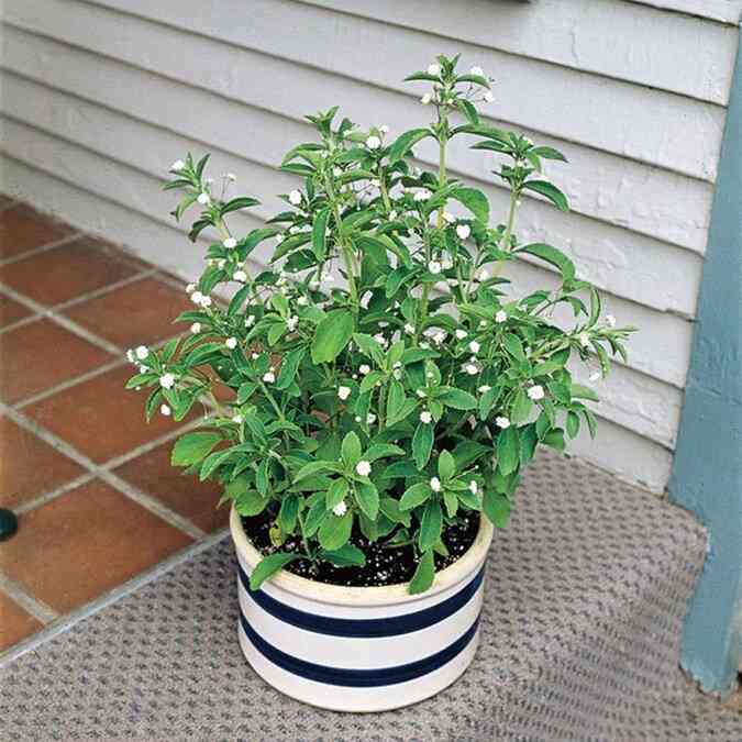 Choosing the Best Variety of Stevia to Plant in Cold-Weather Growing ...