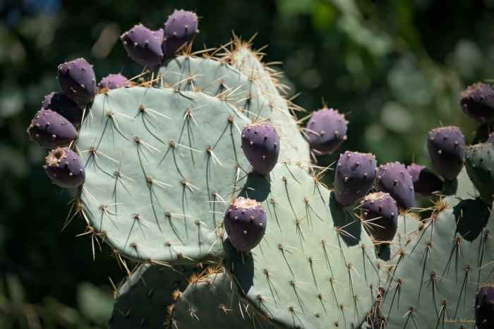 Prickly Pear Cactus Are Beloved Plants in the Desert Southwest - HubPages