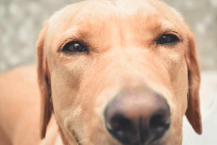 Helpful Things You Can Do About Your Dog’s Crusty Nose - HubPages