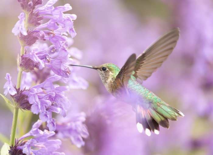 How Many Hummingbirds Die During Migration? - HubPages