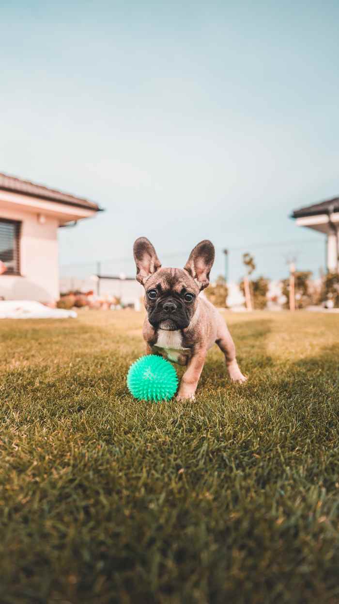 The French Bulldog - HubPages