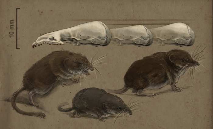 Interesting Characteristics of the Tiny Red-Toothed Shrew - HubPages