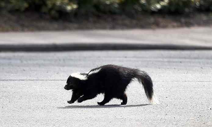 Why Humans and Animal Predators Avoid Cute and Gentle Skunks - HubPages