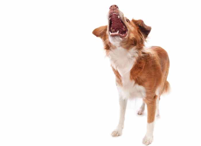 Dealing with Doggie Drama: How to Handle Reactive Dogs - HubPages
