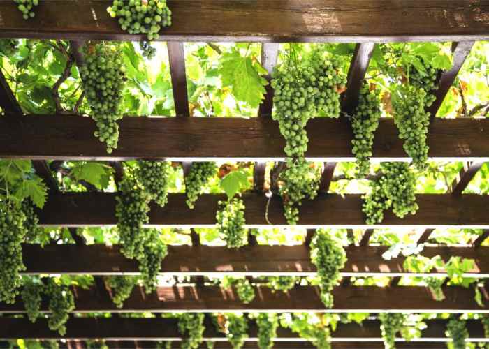 How to Determine Which Method of Grapevine Training Is Right for You ...