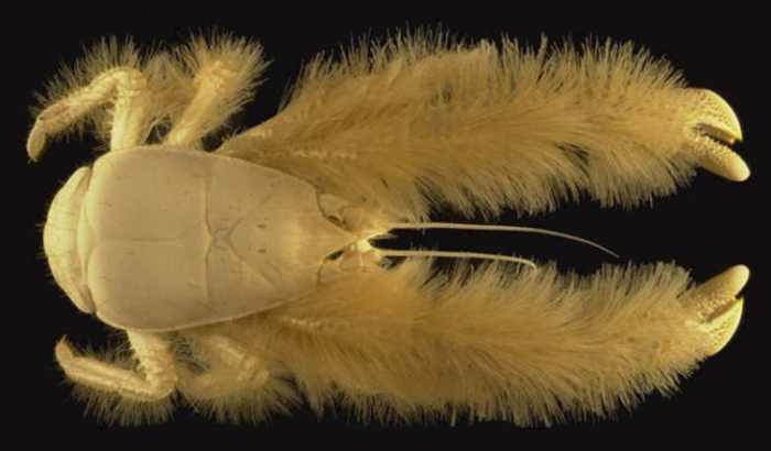 Four Strange, Unusual Animals You've Probably Never Seen - HubPages