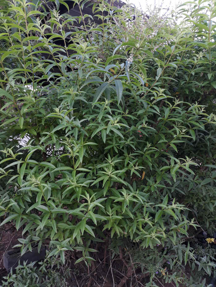 The Health Benefits and Uses of Lemon Verbena - HubPages