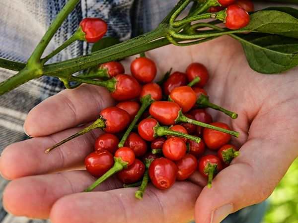 A Guide on How to Grow Chiltepin Chile Peppers...Warning, They're HOT ...