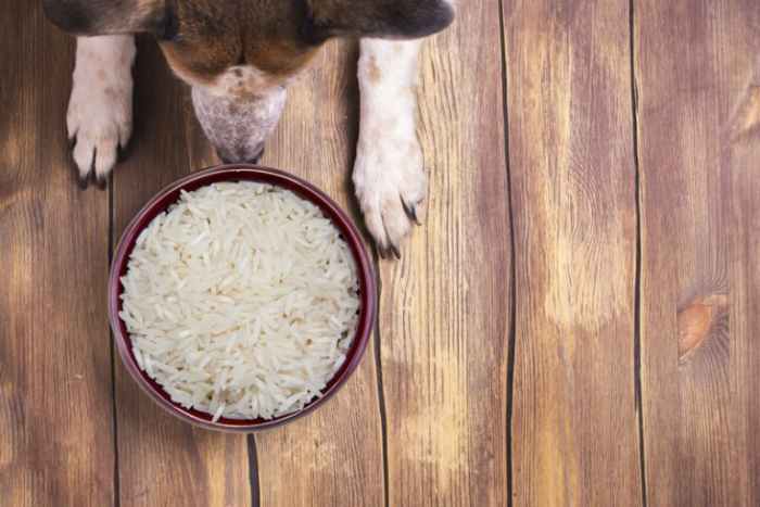 Can Dogs Eat Rice? - HubPages