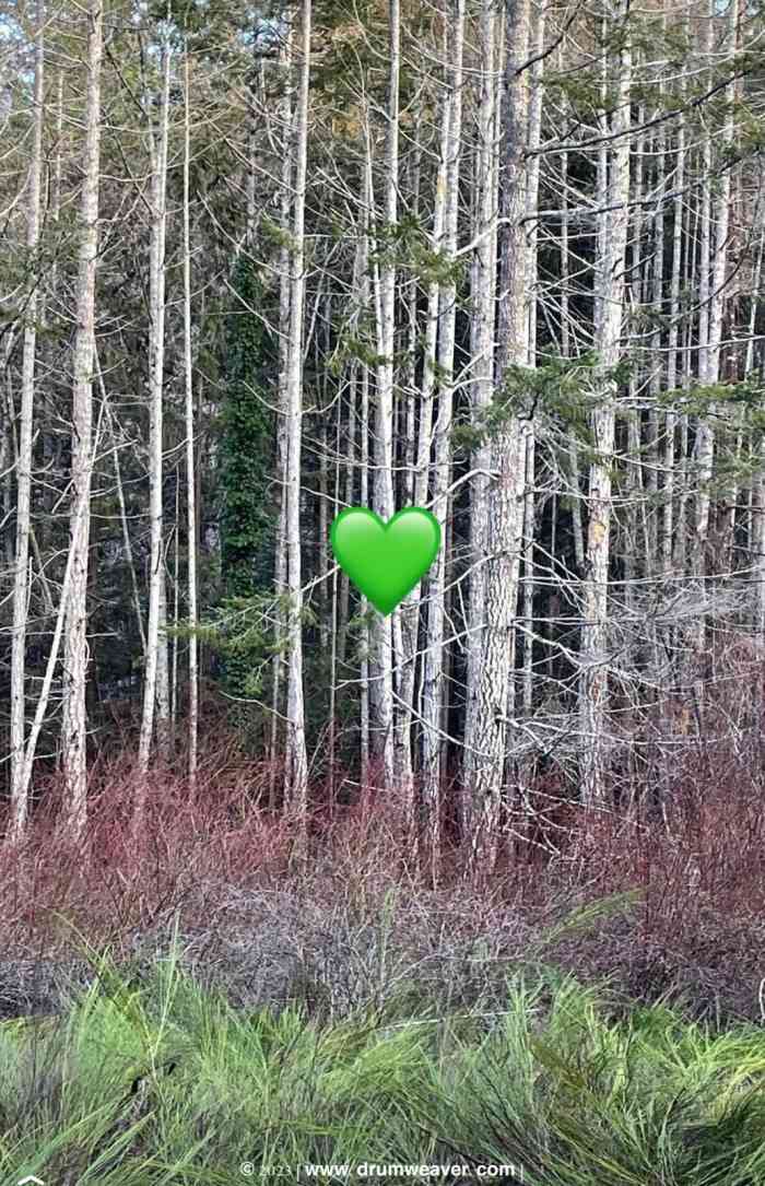 I Love Trees + 50 Inspiring Quotes About Our Trees and Forests - HubPages