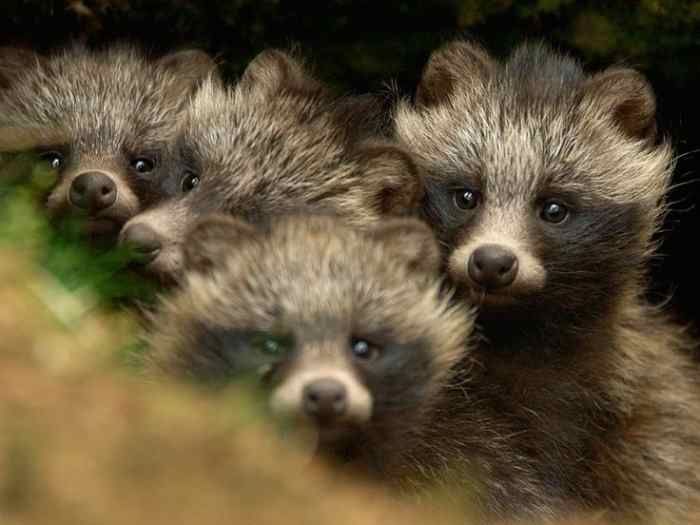 A Closer Look at Raccoon Dogs That Belong in the Wild - HubPages