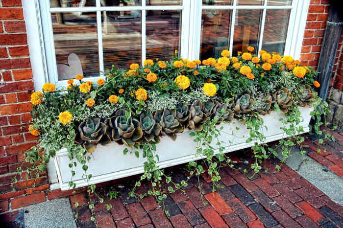How to Plant Marigolds and Why They Are So Popular! - HubPages
