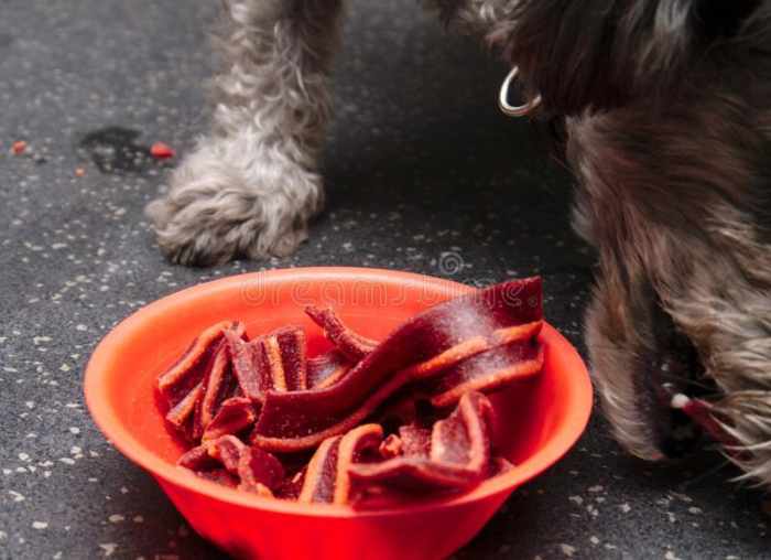 Can Dogs Eat Bacon? - HubPages