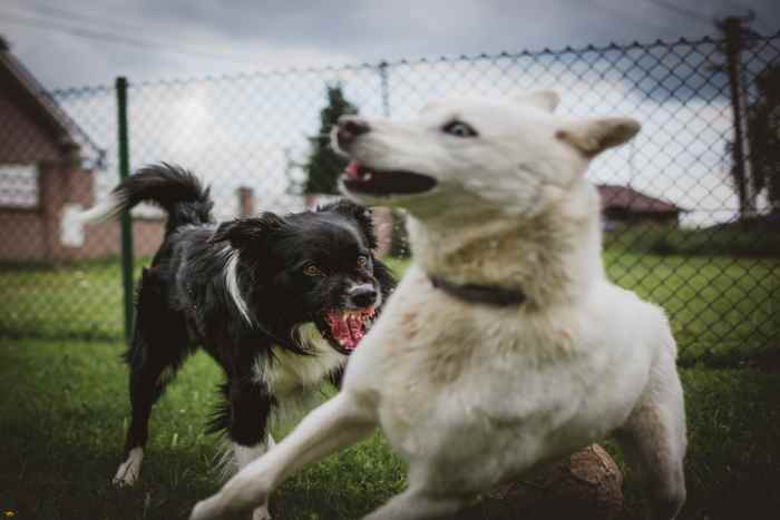 How to Manage Territorial Aggression Towards Other Dogs - HubPages