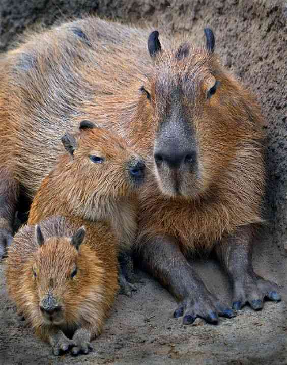 A Capybara Is the Largest Rodent in the World and the Ultimate Social ...