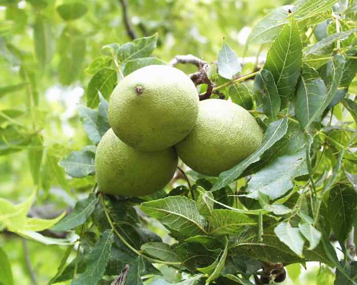 Step-by-Step Guide to Growing a Black Walnut Tree - HubPages