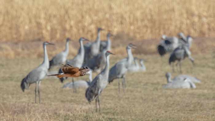 New Mexico's Bernardo Waterfowl Area Is a Vital Habitat for Migratory ...