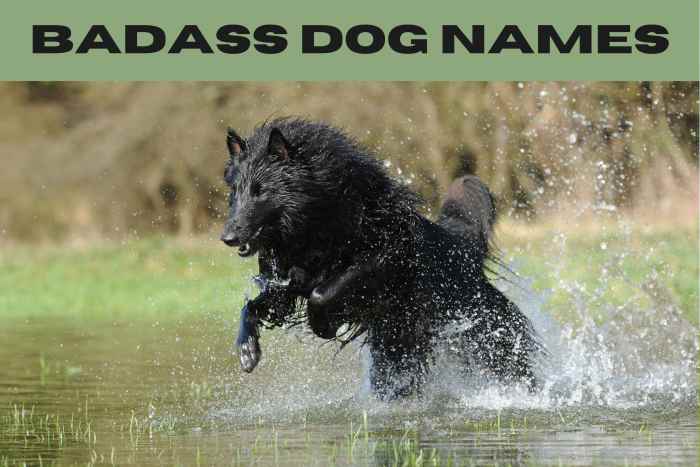 300+ Badass Dog Names (With Definitions) for Your Pup - HubPages