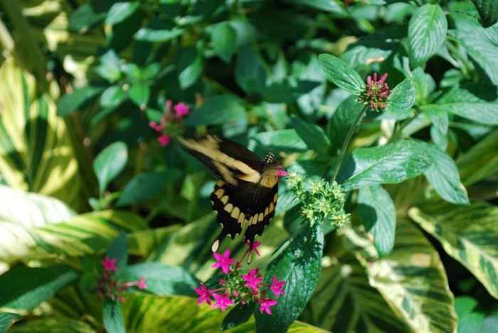 The Toledo Zoo Butterfly Conservation Center - HubPages