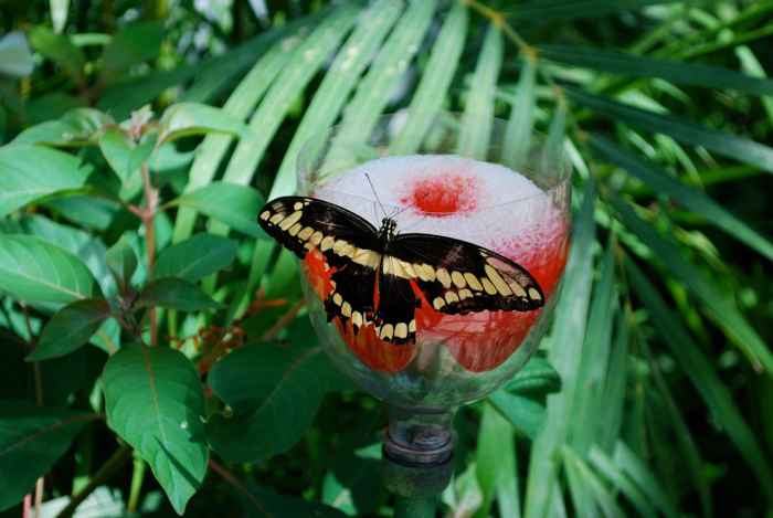 The Toledo Zoo Butterfly Conservation Center - HubPages