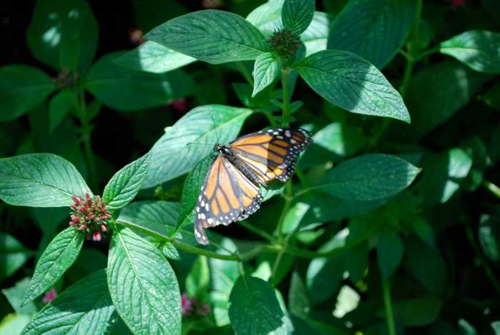 The Toledo Zoo Butterfly Conservation Center - HubPages