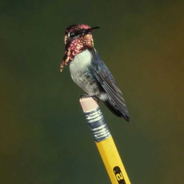 Zunzuncito Hummingbird Is the Smallest Hummingbird in the World and ...