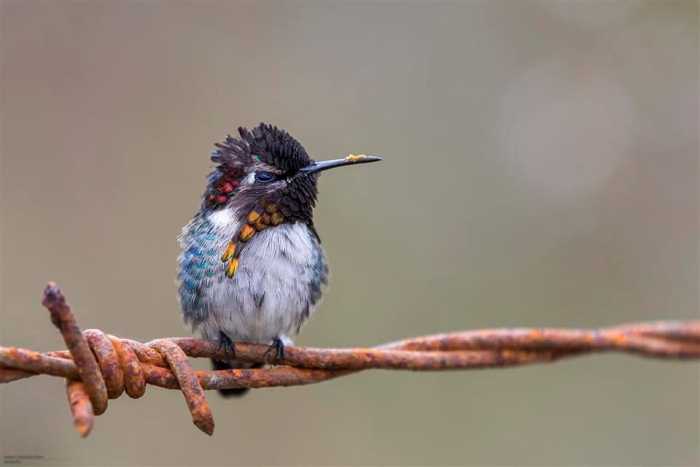 Zunzuncito Hummingbird Is the Smallest Hummingbird in the World and ...