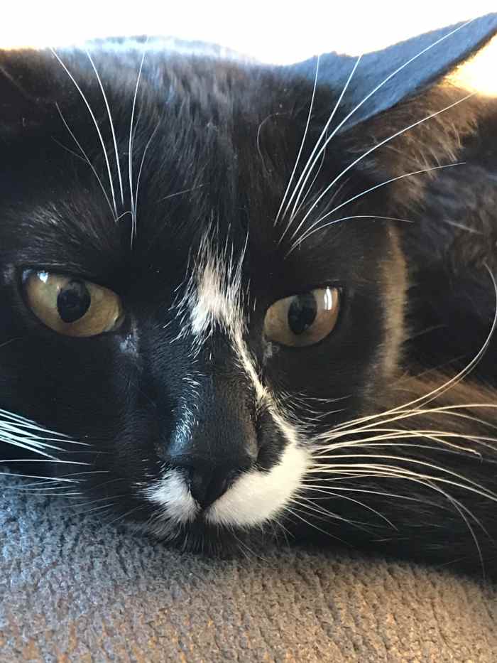 How Do Your Cats View the World? - HubPages