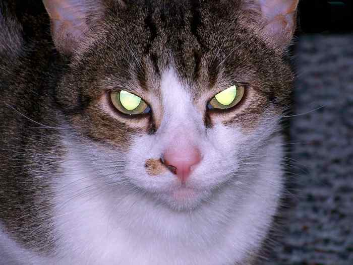 How Do Your Cats View the World? - HubPages