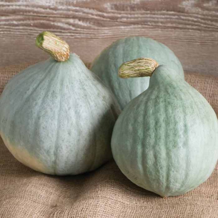 A Comprehensive Guide on Raising Pumpkins - HubPages