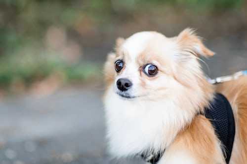 8 Ways to Help a Rescued Dog That Is Scared of Everything - HubPages