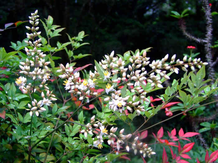 Exploring the Beauty and Versatility of Heavenly Bamboo - HubPages