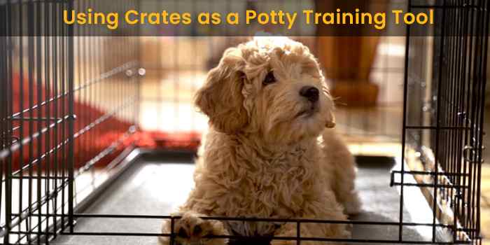 Everything You Need to Know About Potty Training a Puppy - HubPages