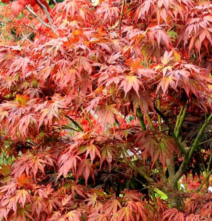 How to Plant and Cultivate a Japanese Maple Tree - HubPages