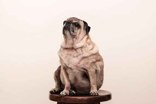 Why Does My Dog Sit Like That? The Lazy Sit Explained - PetHelpful