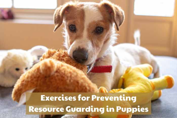 9 Exercises for Preventing Resource Guarding in Puppies - HubPages