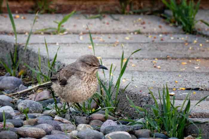 Unique Characteristics of the Curve-Billed Thrasher - HubPages