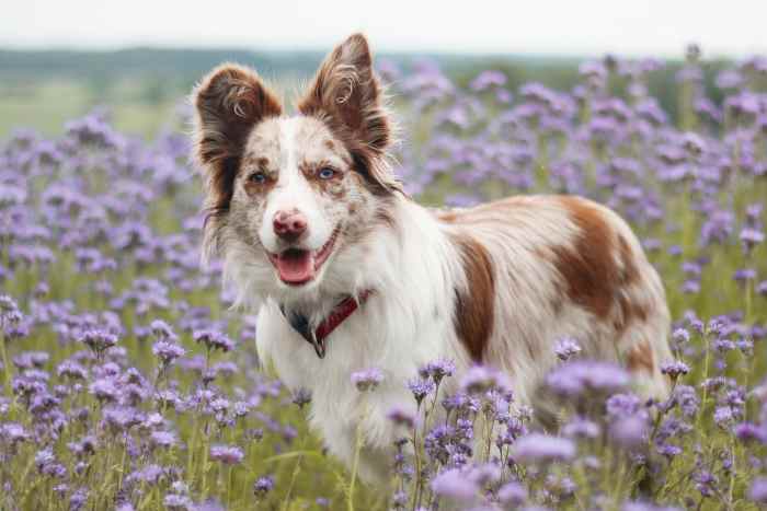 200+ Traditional Country, Western, and Southern Dog Names - HubPages