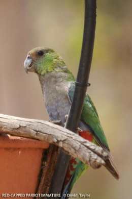 Endangered Red-Capped Parrot of Australia - HubPages