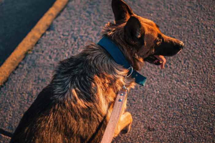 Understanding a Dog's Opposition Reflex - HubPages