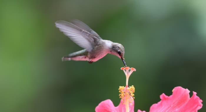 How Hummingbirds Survive Winter - HubPages