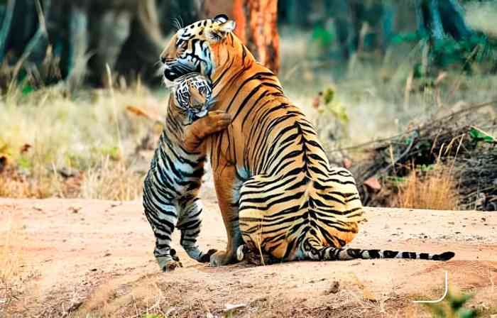 Tadoba-Andhari National Park in India - HubPages