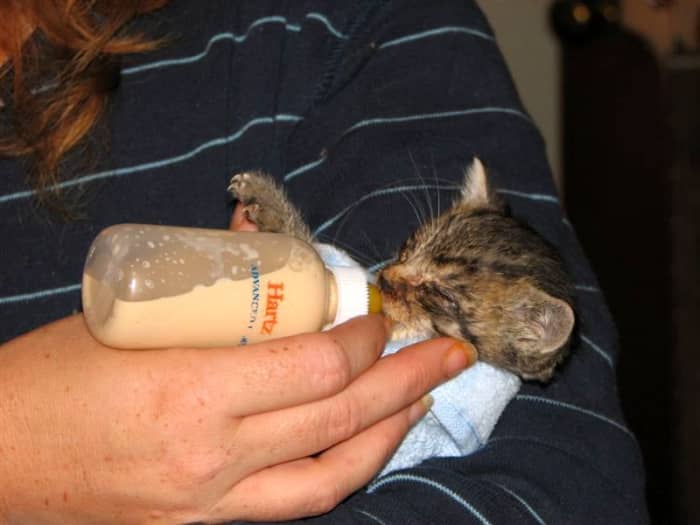 Tips on Catching and Taming Feral Kittens - HubPages Tips on Catching and Taming Feral Kittens - HubPages