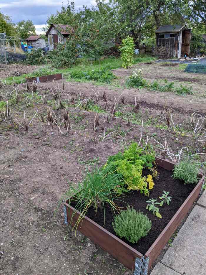 The First Year of Having An Allotment Plot: 5 Things I Have Learnt ...
