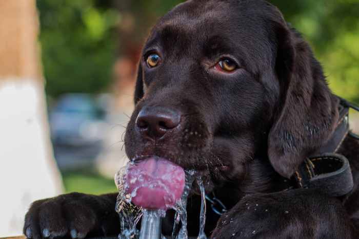 The Best Self-Refilling Water Bowls for Dogs - HubPages