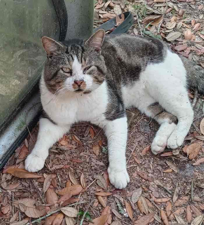 Animal Love - HubPages