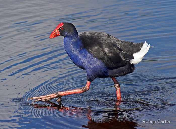Unique Characteristics of the Blue Pukeko - HubPages